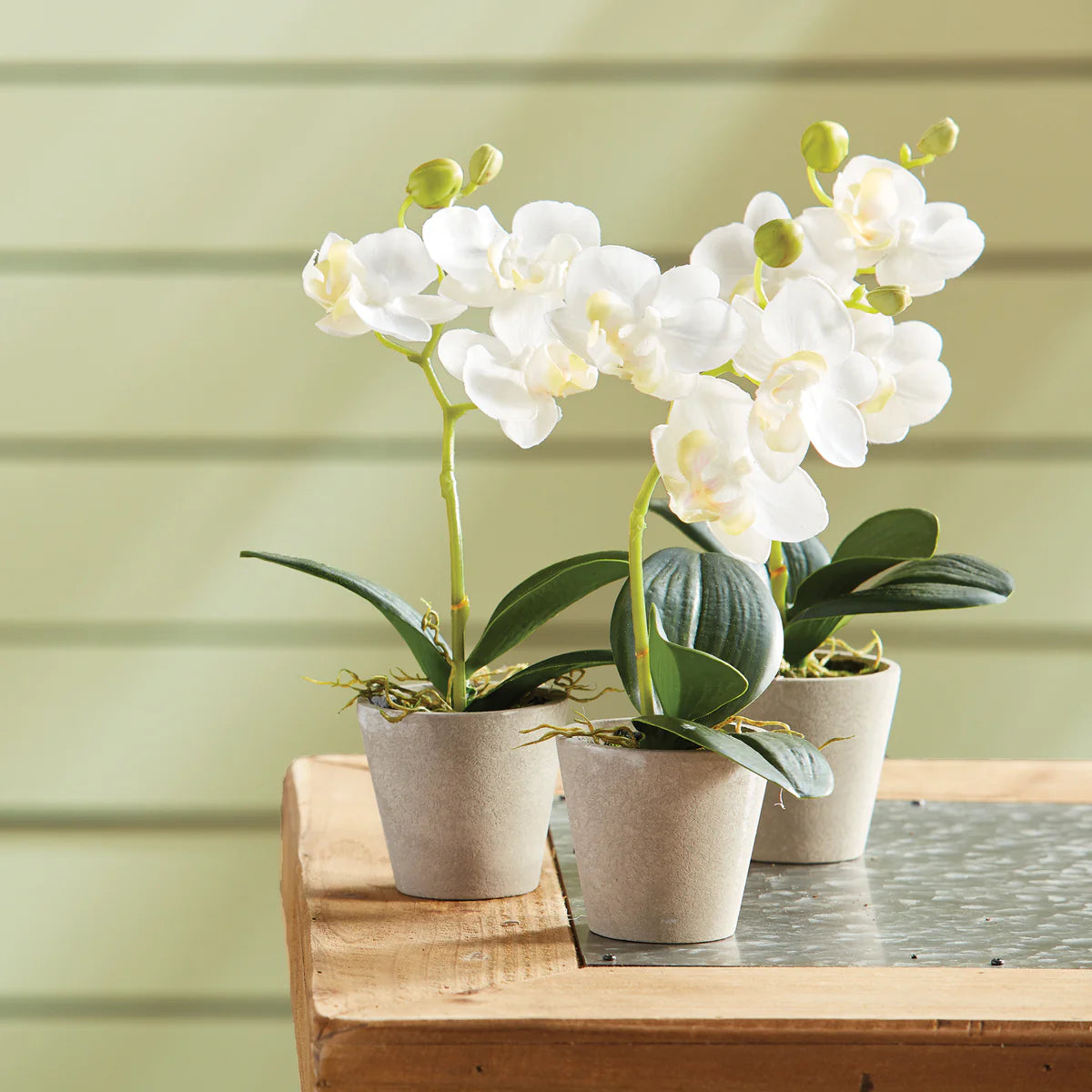 9" Potted Mini Orchid – Denim & Design